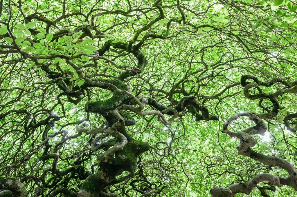 Strange Pictures Of Trees