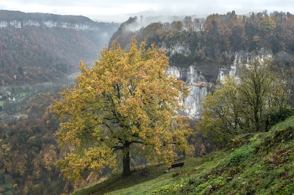 Autumn trees over the valley - Stock Image - Everypixel