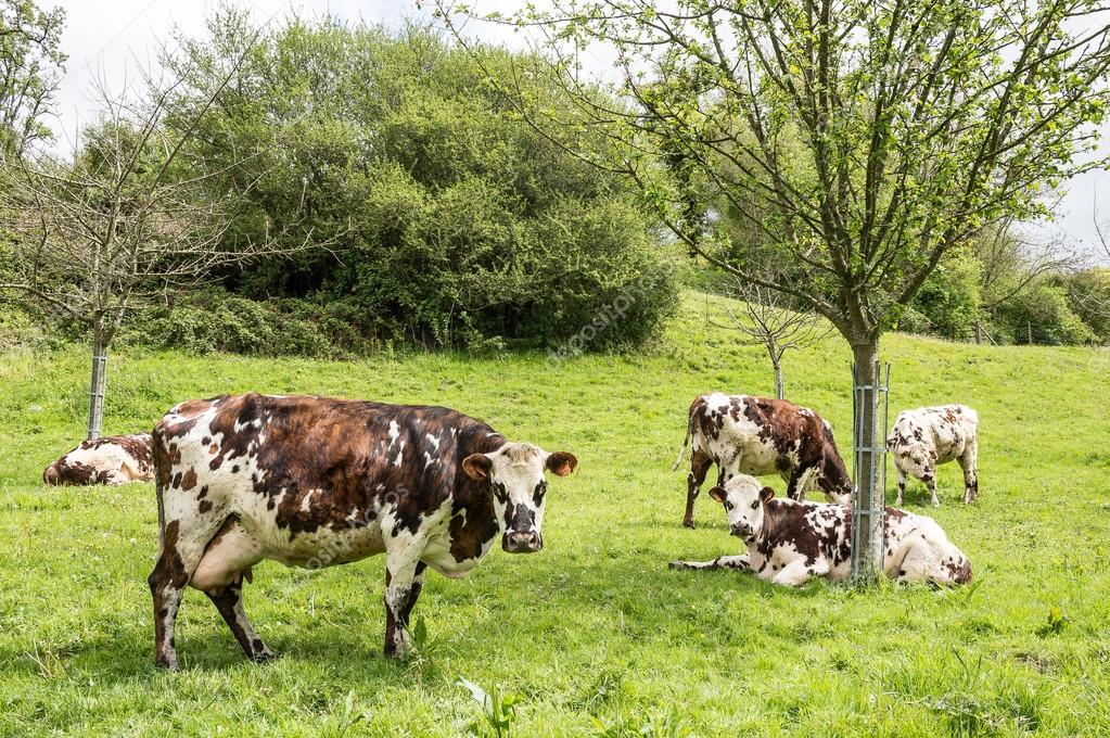 Milk cows under the apple trees Stock Photo by ©hzparisien@gmail.com ...
