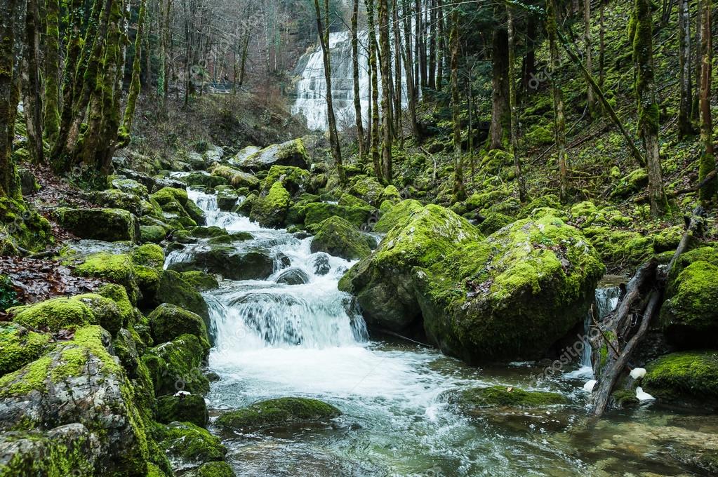 Creek in the forest with stones Stock Photo by ©hzparisien@gmail.com ...