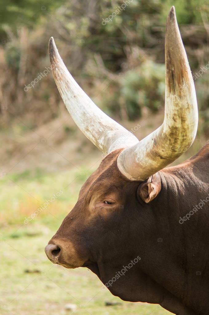 Cow with huge horns Stock Photo by ©hzparisien@gmail.com 106358232
