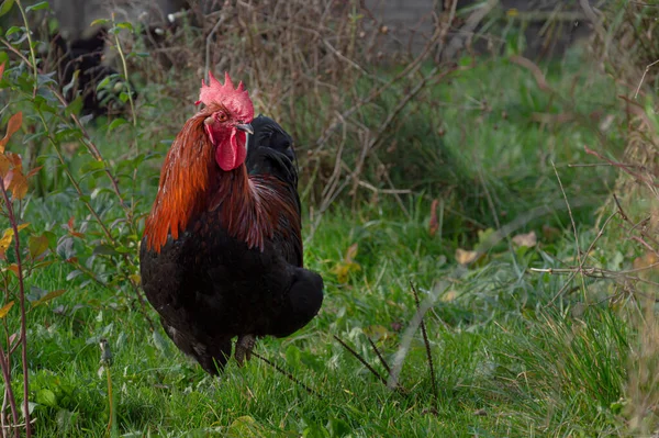 Scared rooster images libres de droit, photos de Scared rooster ...