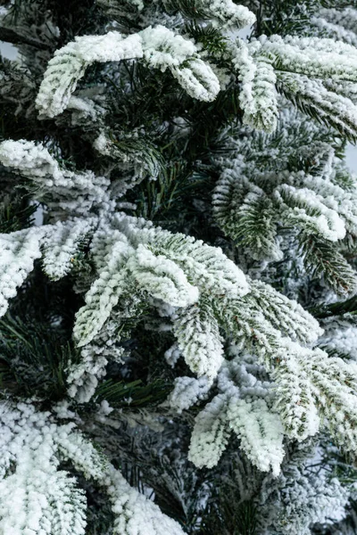 Folhagem nevada Stock Photos, Royalty Free Folhagem nevada Images ...