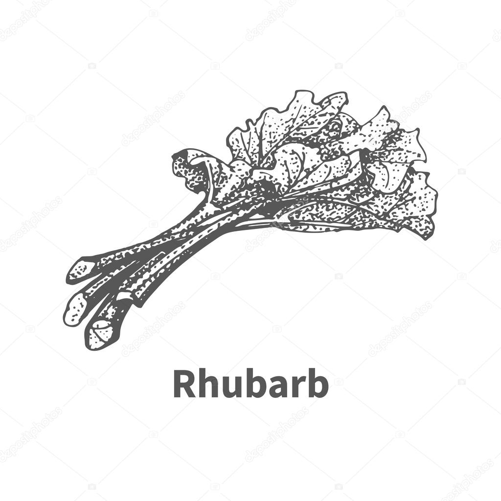 Vector illustration hand-drawn rhubarb Stock Vector, Royalty Free ...