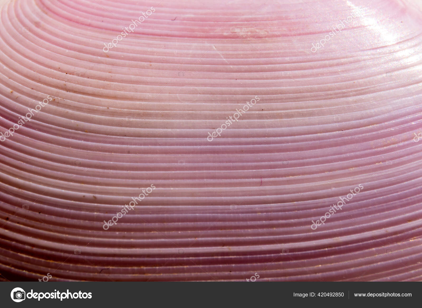 Extreme Close Sea Shell Selecitve Focus Brazil — Stock Photo ...