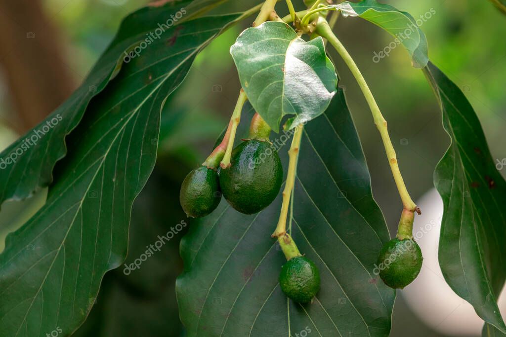 árbol de aguacate en ciernes, fruta del bebé en el árbol, árbol de ...
