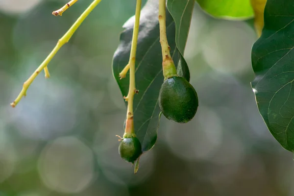 Árbol Aguacate Ciernes Fruta Del Bebé Árbol Árbol Aguacate Conjunto ...