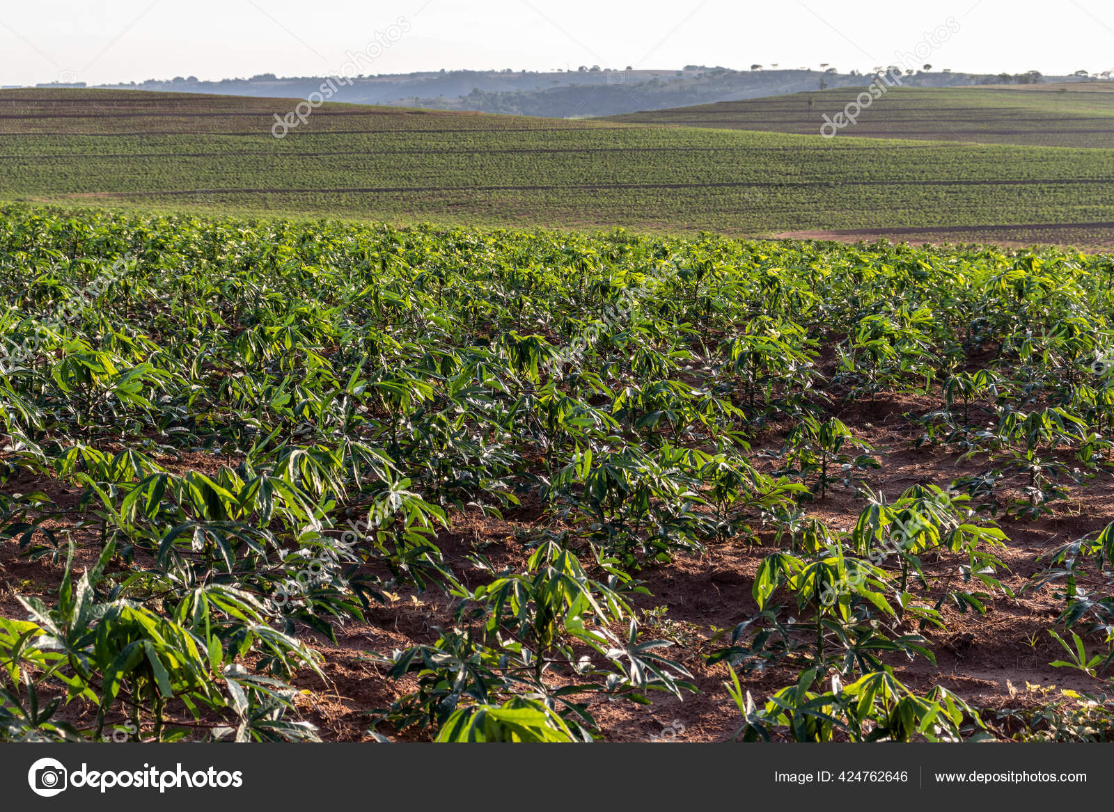 Cassava Manioc Plant Field Brazi Stock Photo by ©alfribeiro 424762646