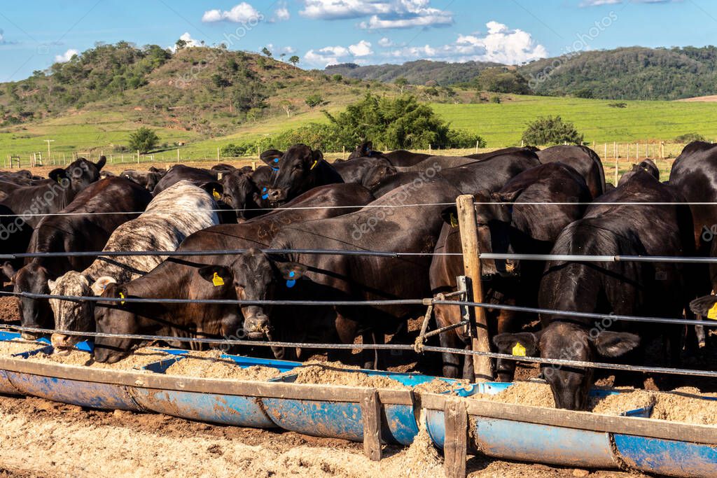 ganado angus en confinamiento en Brasil 2022