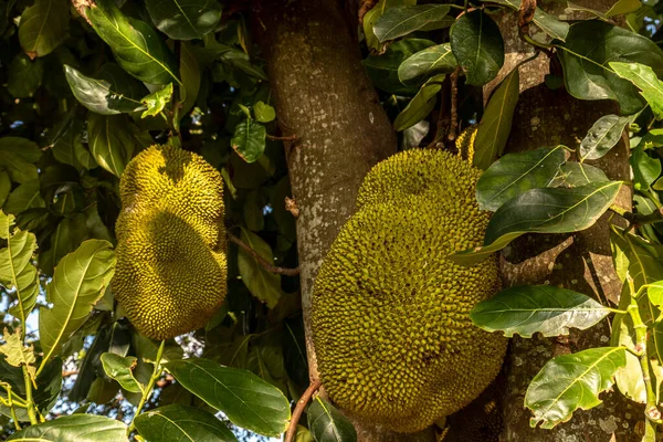 Wild jackfruit on tree Stock Photos, Royalty Free Wild jackfruit on ...