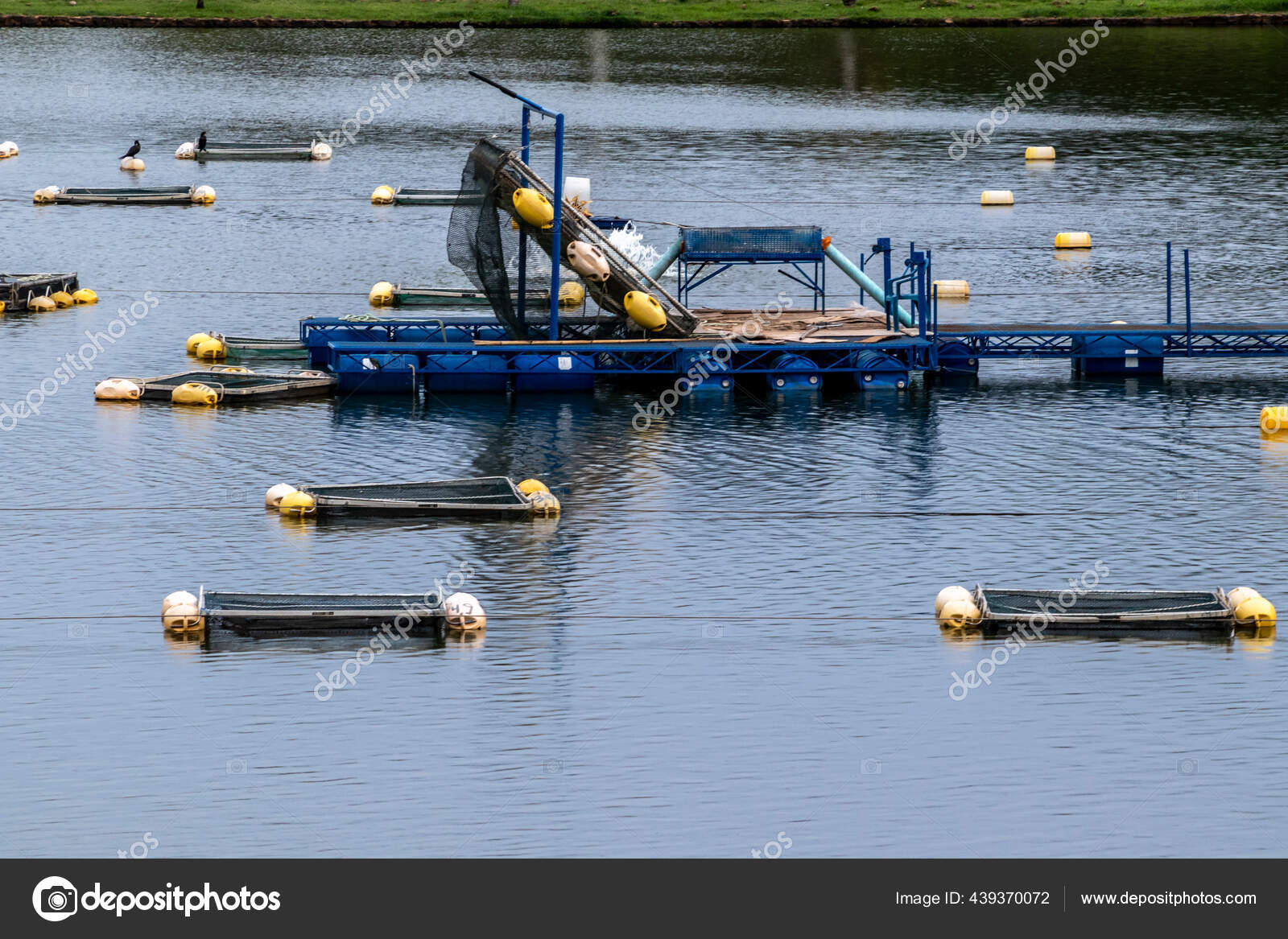 Tanks Used Raising Tilapia Fish Farm Brazil Stock Photo by ©alfribeiro ...