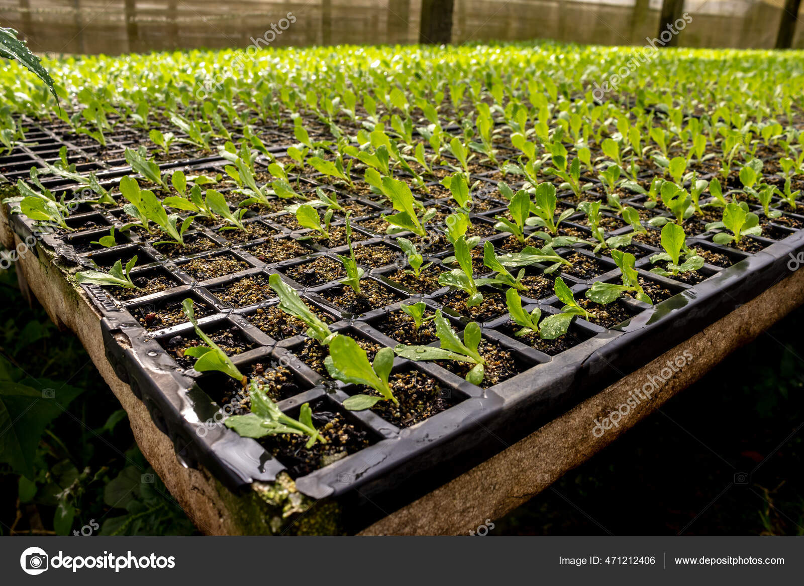 Greenhouse Lettuce Seedlings Different Types Replanted Field Family ...
