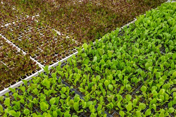 Greenhouse Lettuce Seedlings Different Types Replanted Field Family ...