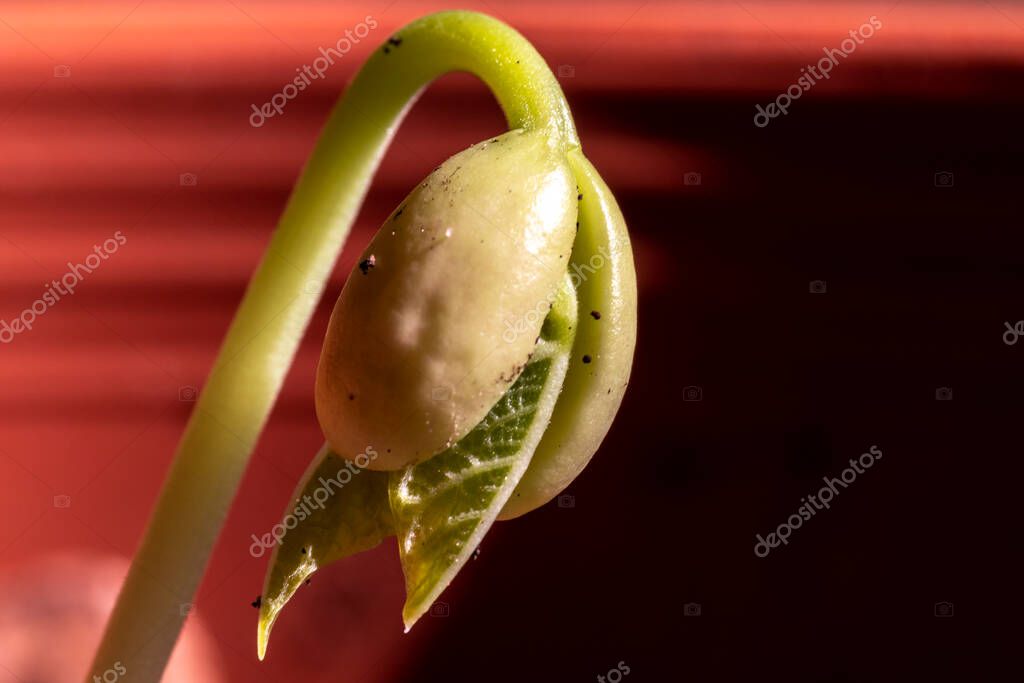 El foco selectivo de brote de frijol crece en una maceta, plantada en ...