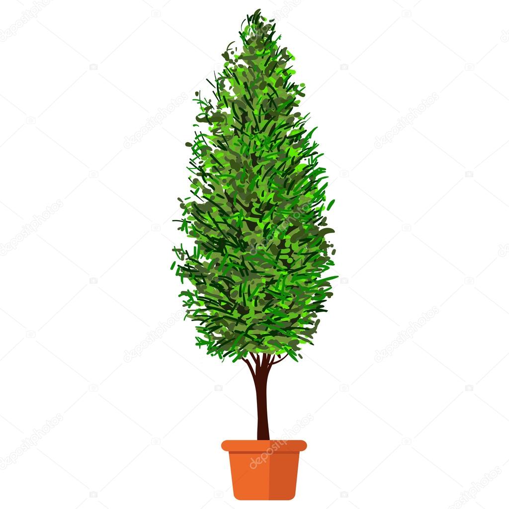 Thuja plant in pot ⬇ Vector Image by © LizavetaS | Vector Stock 110720728