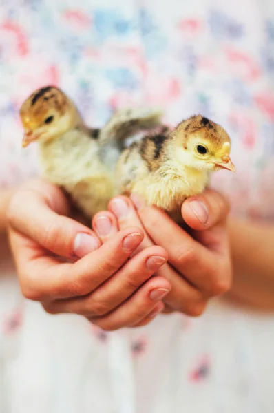 Baby chicken in hand Stock Photos, Royalty Free Baby chicken in hand ...