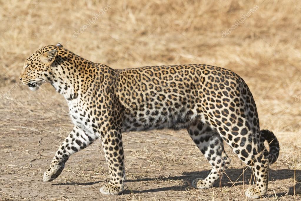 Leopardo africano de la sabana — Foto de Stock #106197348 — Depositphotos