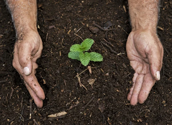 Hands protecting plant Images - Search Images on Everypixel