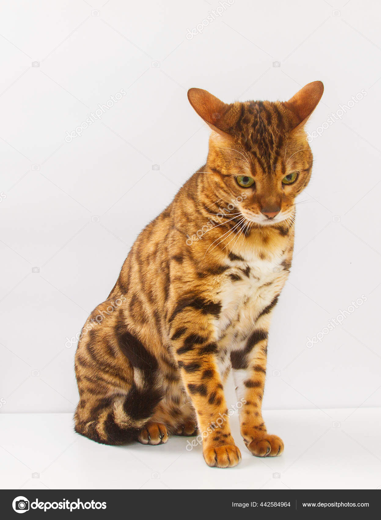 Orange And White Bengal Cat
