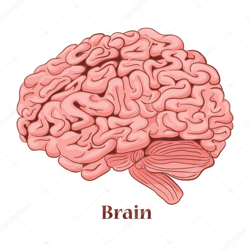 Human Brain Animation