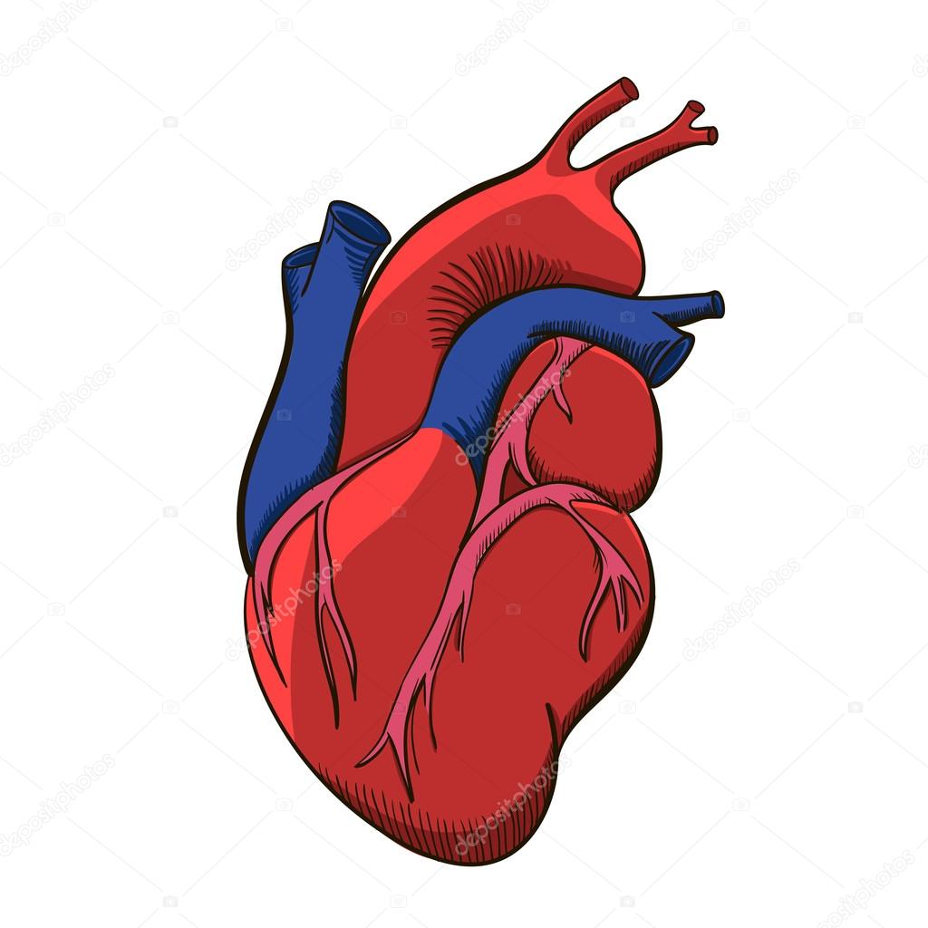 Ilustración del corazón humano . Vector de stock por ©aporoh110595.gmil ...