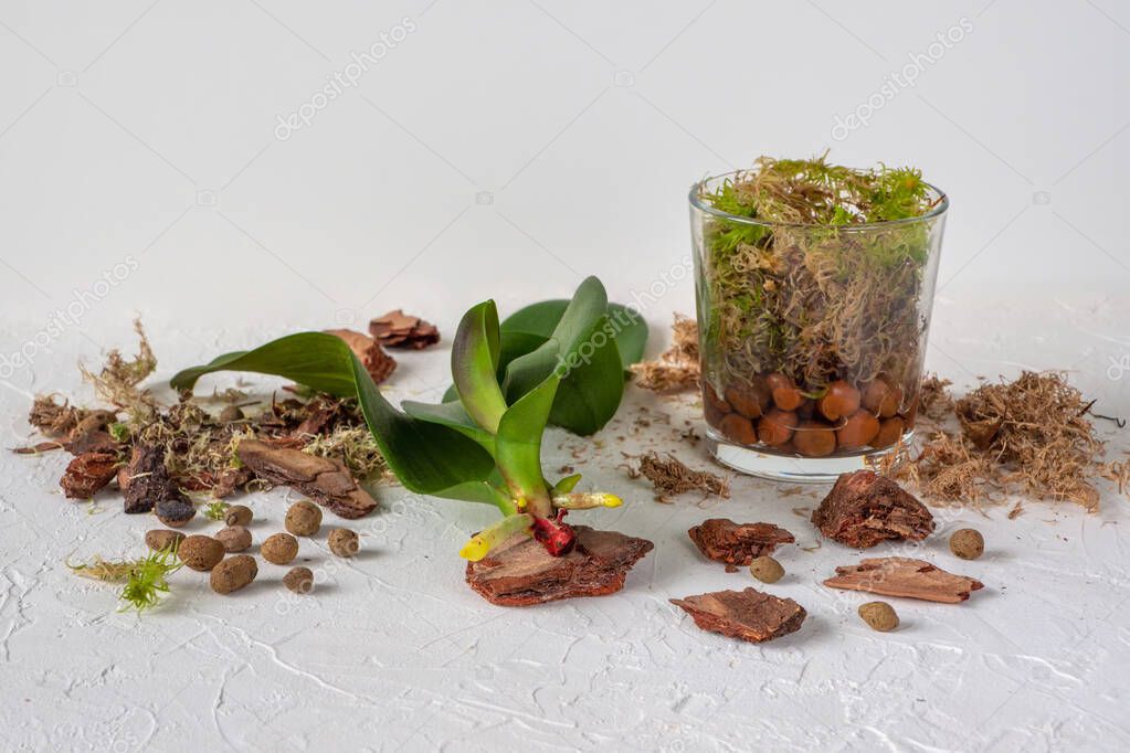 Extensi n de ra ces de orqu deas. Reanimaci n de plantas. Humedecer el ...