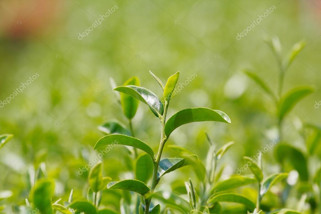 Tea plant (Camellia sinensis) — Stock Photo © IamTK #112952718