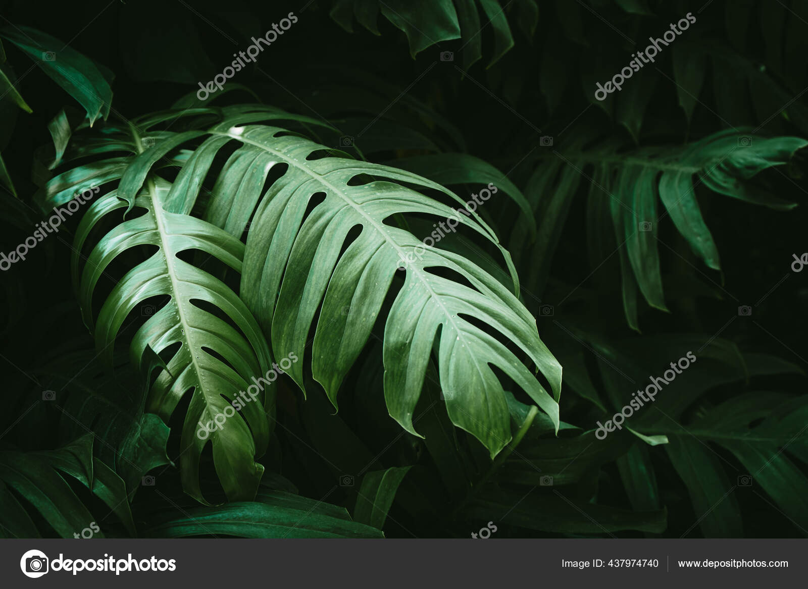 Tropical Green Leaves Monstera Split Leaf Philodendron Rainforest Plant ...