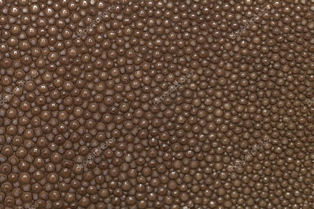 Piel genuina de mantarraya | Closeup de piel de mantarraya genuina ...