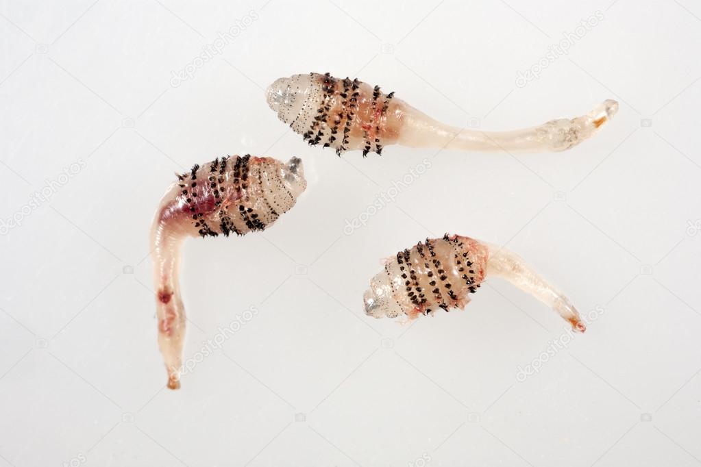 Human botfly larva - Dermatobia hominis — Stock Photo © taciophilip ...