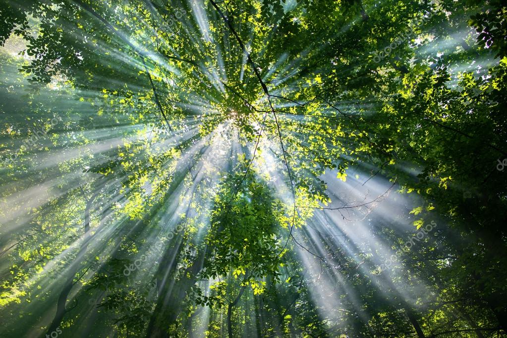 Sunlight Rays Through Trees