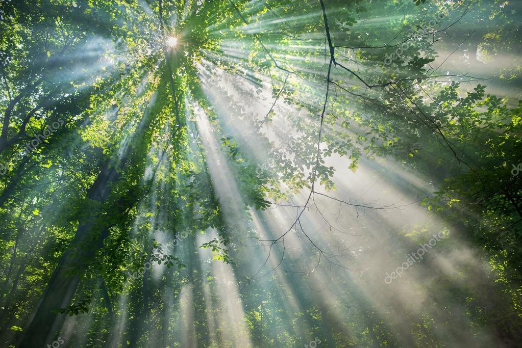 Sun rays through the trees in the forest in sunny day Stock Photo by ...