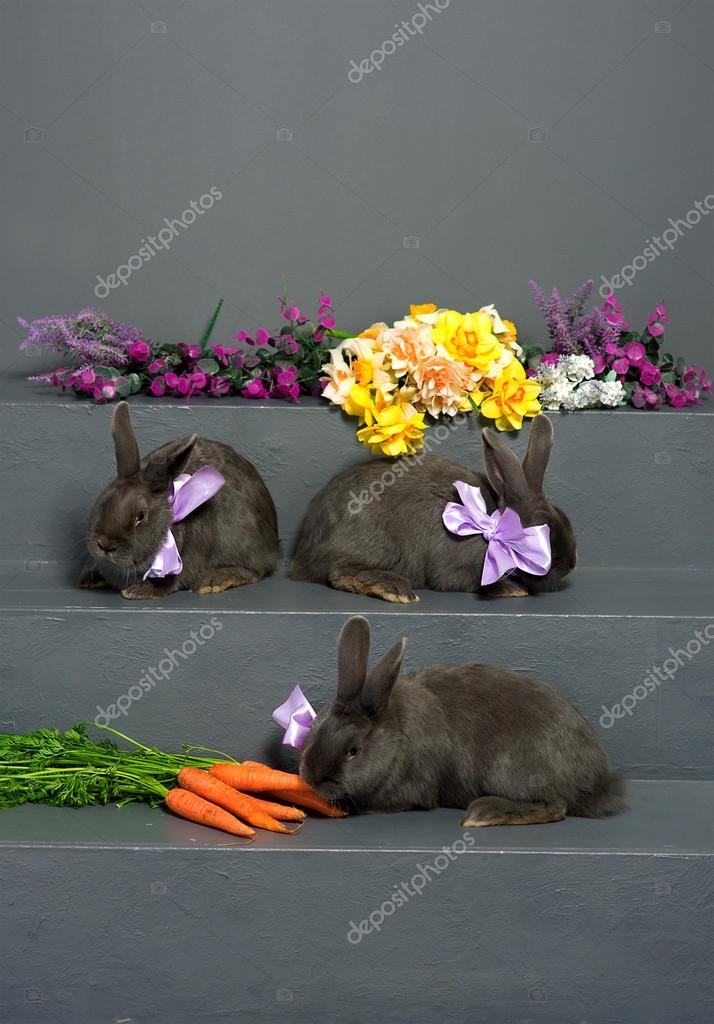 Hungarian gray rabbits — Stock Photo © Kateryna_Mostova #106878866