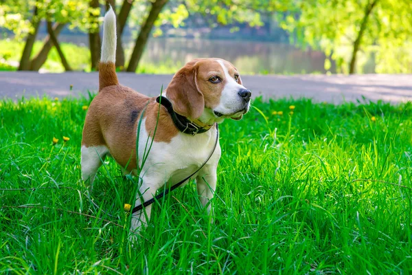 Spring photo of beagle dog - Stock Image - Everypixel