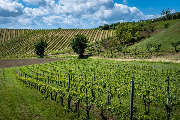 Red wine vineyard Images - Search Images on Everypixel