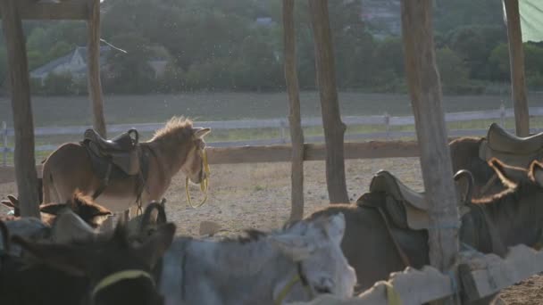 39 Donkeys back Videos, Royalty-free Stock Donkeys back Footage ...