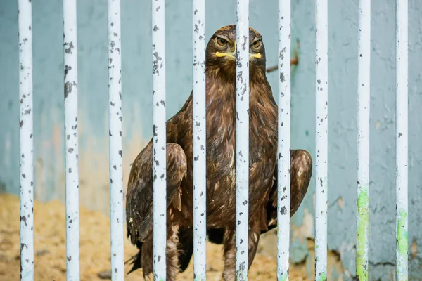 Large portrait of a hawk who sits in a cage - Stock Image - Everypixel