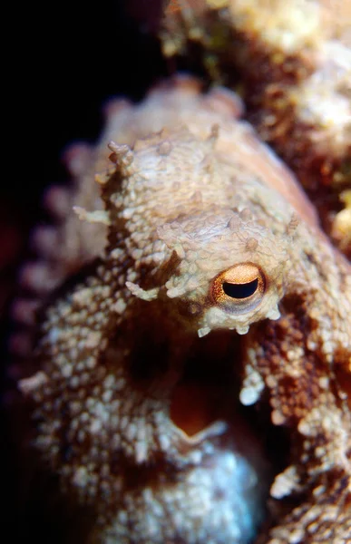 Octopus face Stock Photos, Royalty Free Octopus face Images | Depositphotos