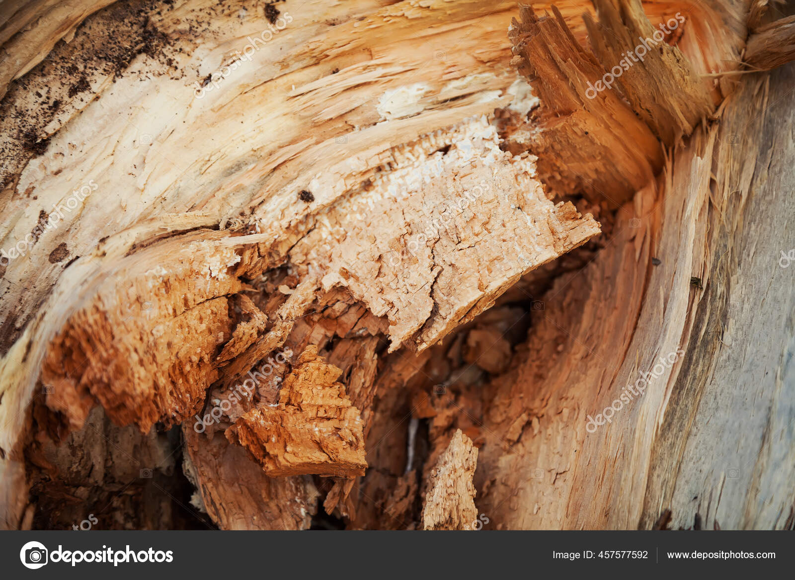 Rotten Wood Texture Rotten Tree Close Its Rotten Fragments — Stock ...
