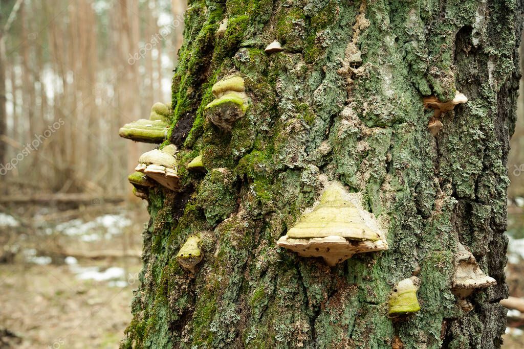 Hongos yesca en el árbol. Hongos yesca. Champiñón Chaga en el árbol ...