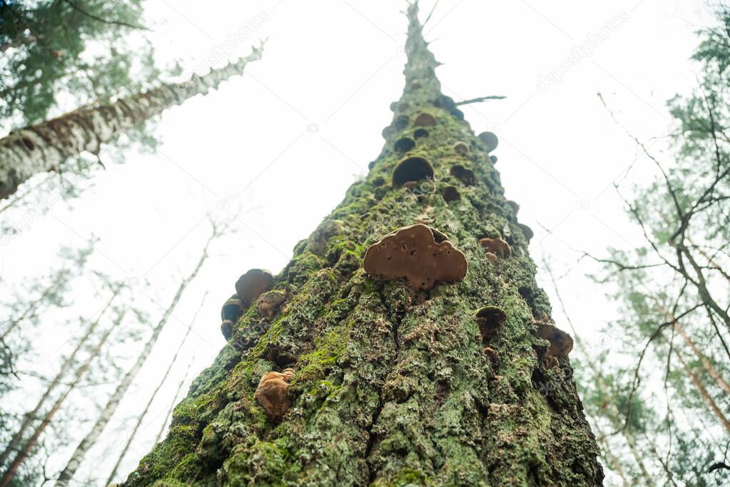 Hongos yesca en el árbol. Hongos yesca. Champiñón Chaga en el árbol ...