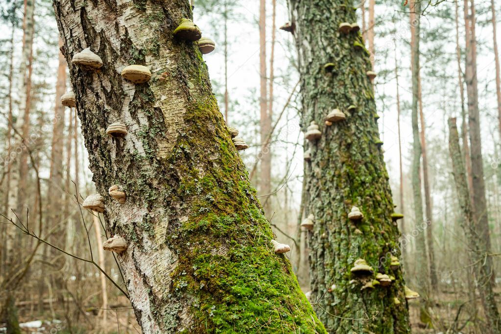 Hongos yesca en el árbol. Hongos yesca. Champiñón Chaga en el árbol ...