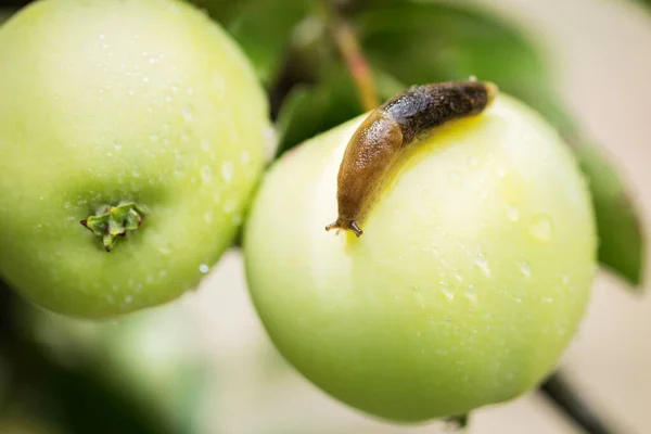 Fruit tree pests Stock Photos, Royalty Free Fruit tree pests Images ...