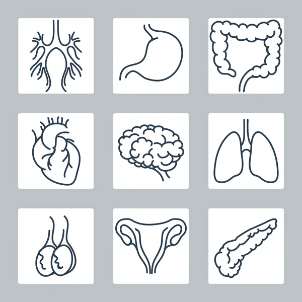 Silhouette Human Internal Organ Body Parts Stencil Icon Illustration ...