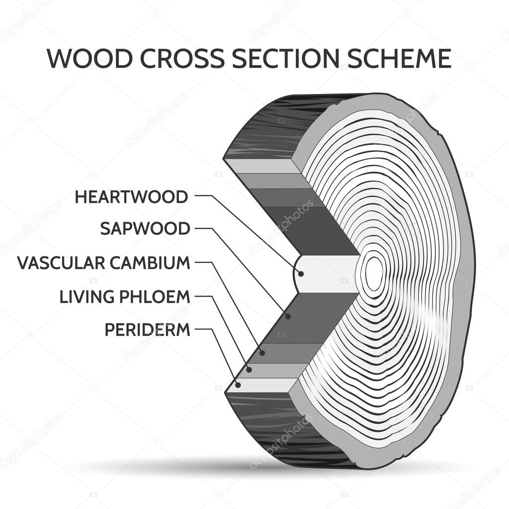 Wood cross section scheme Stock Vector by ©vectortatu 122379340