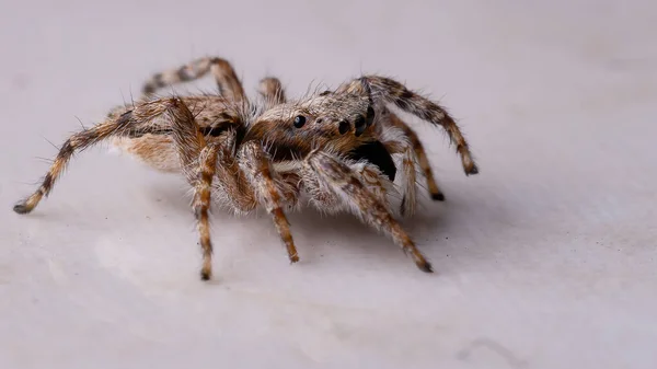 Fiddleback spider bite Stock Photos, Royalty Free Fiddleback spider ...