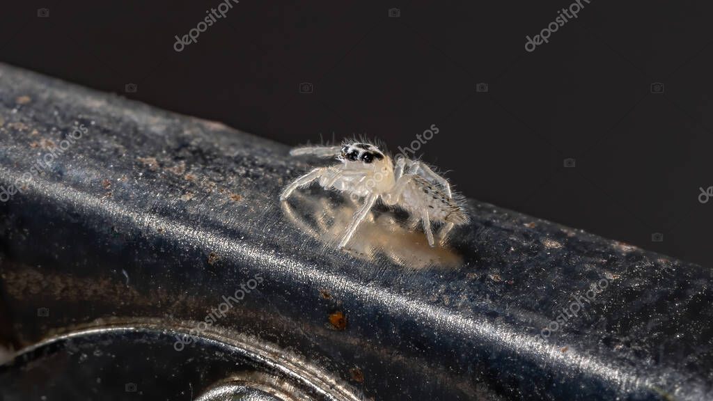 Araña saltarina del género Colonus 2024