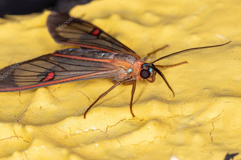 Polilla tigre de la especie Cosmosoma teuthras 2023