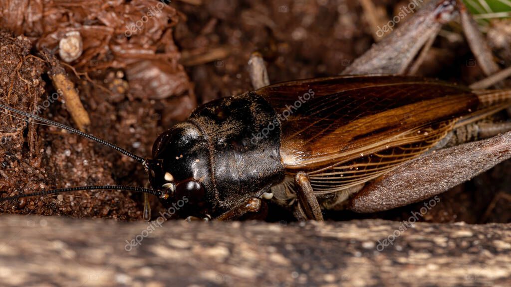 Grillo de campo del género Gryllus 2022