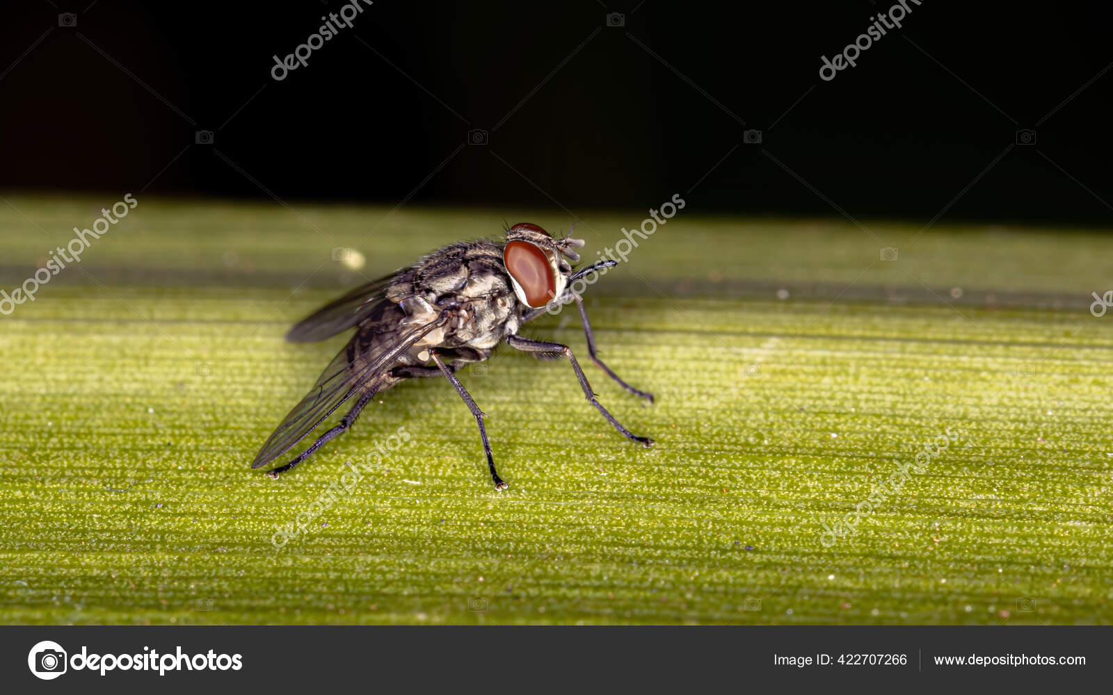 Stomoxys Calcitrans Mouthparts
